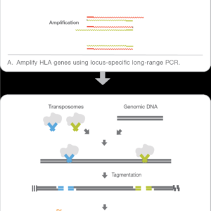 TruSight HLA v2 Sequencing Panel - BIOMEDIC JSC – Reliable value