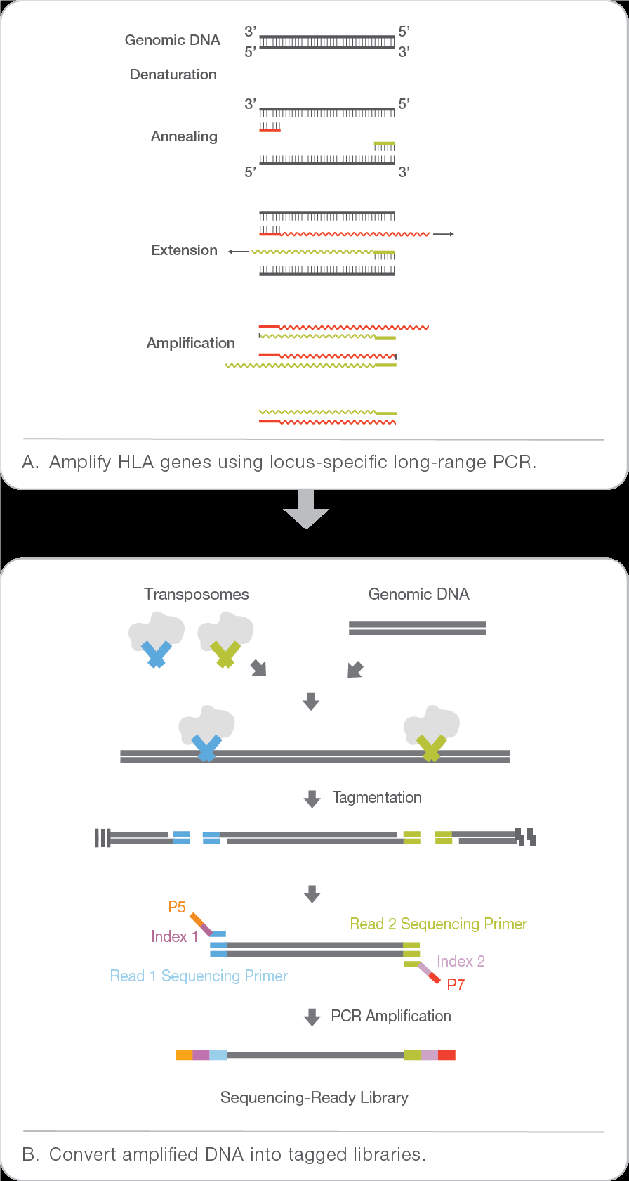 TruSight HLA v2 Sequencing Panel - BIOMEDIC JSC – Reliable value