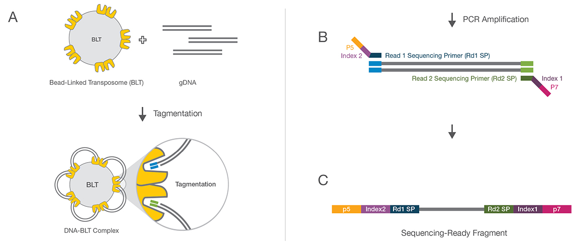 Nextera DNA Flex Library Preparation Kit - BIOMEDIC JSC – Reliable value Nextera DNA Flex Library Preparation Kit - BIOMEDIC JSC – Reliable value